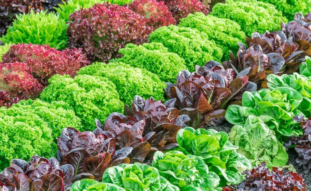 Home - depricated - CWSS